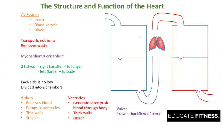 The Structure and Function of the Heart | Educate Fitness